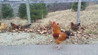 How to Keep Owls Away From Chickens - Backyard Poultry